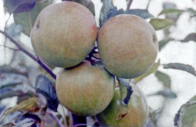 Admiral Apple MM111 - Half Standard – Grow Fruit Trees