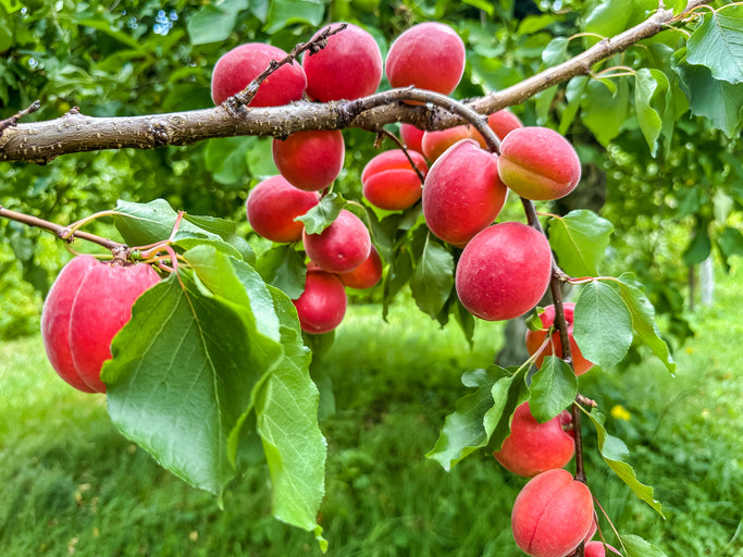 Pink Marry Apricot - Bush (Mature specimen) – Grow Fruit Trees
