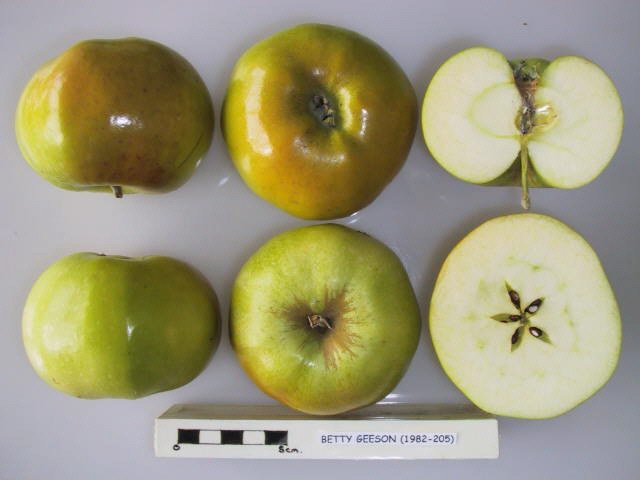 Betty Geeson Apple - Full-Standard M25 – Grow Fruit Trees
