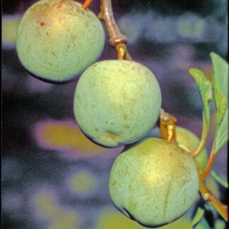 Cambridge Gage Half-Standard – Grow Fruit Trees