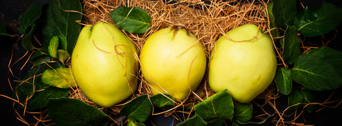 Champion Quince - Bush – Grow Fruit Trees