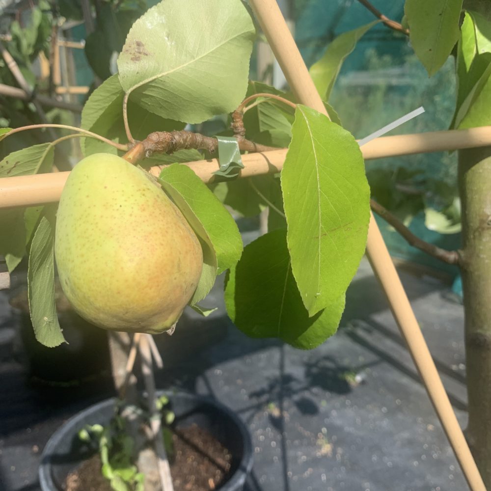 Clapp's Favourite Pear - Stepover – Grow Fruit Trees