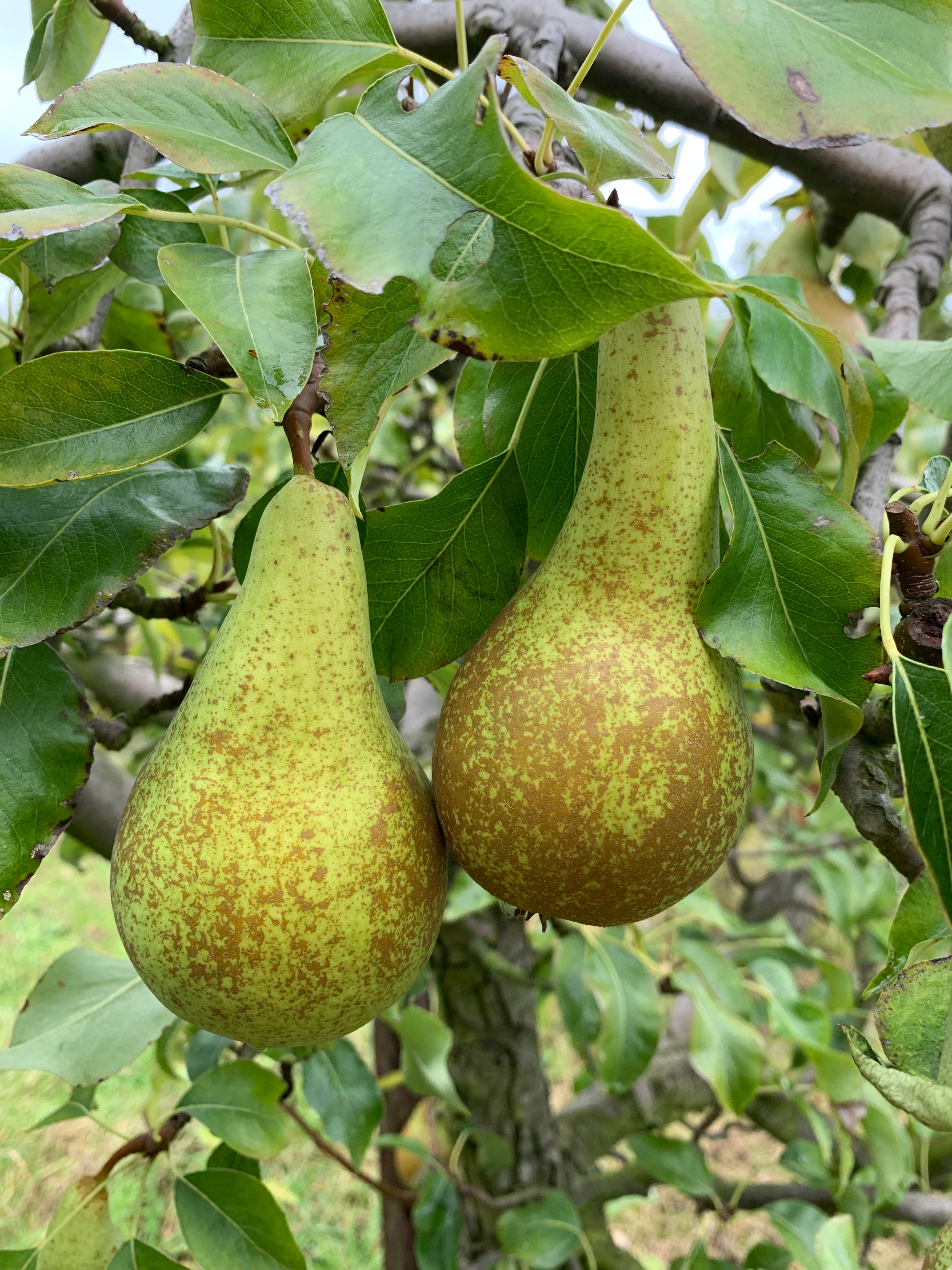 Conference Pear - Patio Tree – Grow Fruit Trees