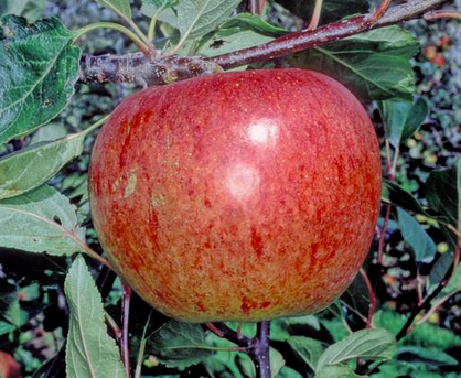 Coronation Apple - Stepover – Grow Fruit Trees