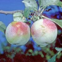 Early Transparent Gage - Bush – Grow Fruit Trees