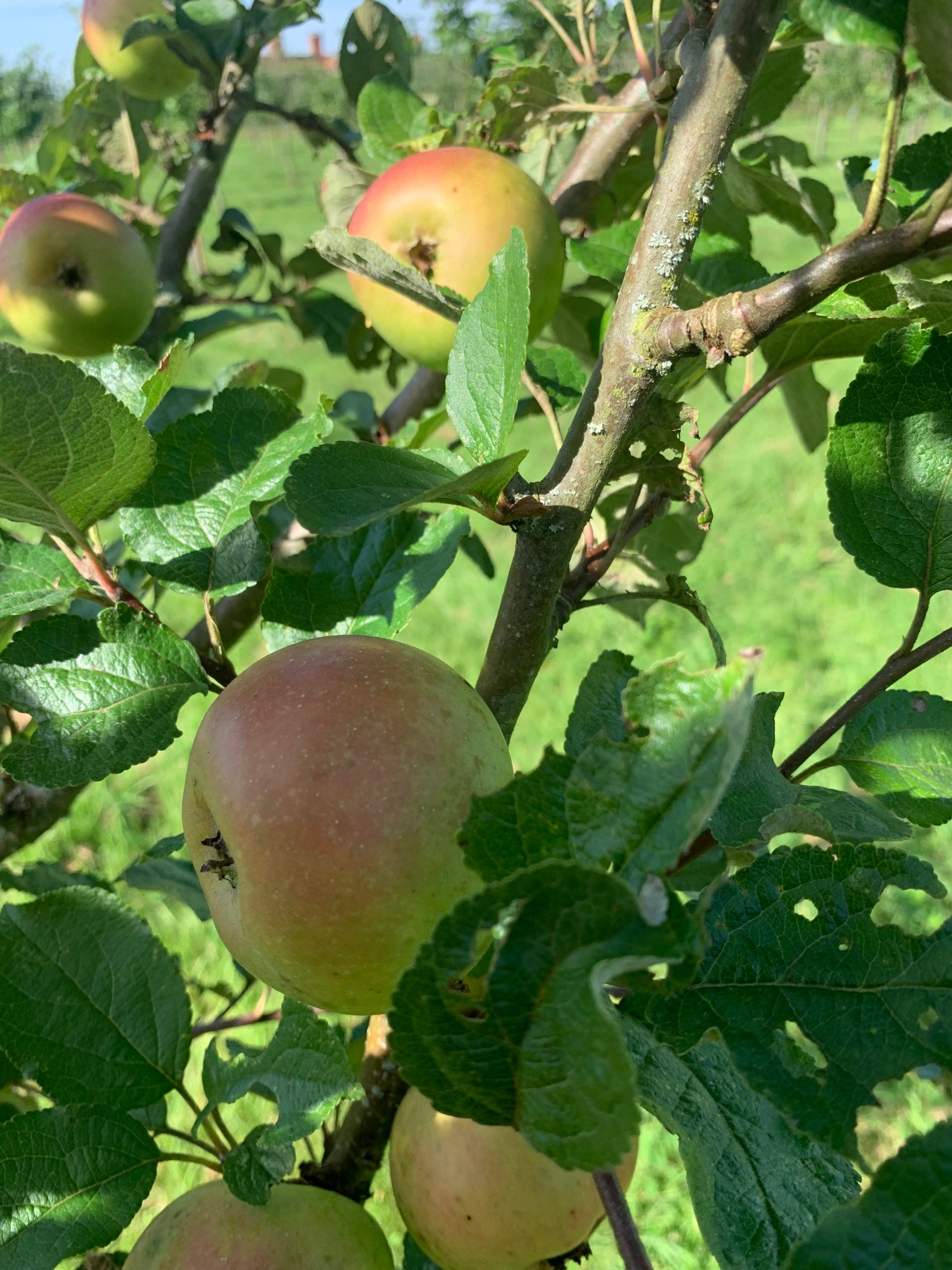 Ellison's Orange Apple - Full-Standard M25 – Grow Fruit Trees