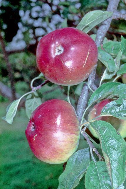 Framboise Apple - Half-Standard MM106 – Grow Fruit Trees