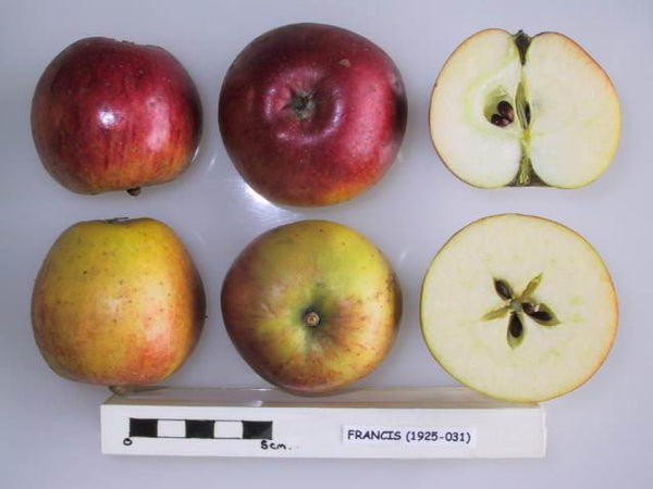 Francis Apple - Half-Standard MM106 – Grow Fruit Trees