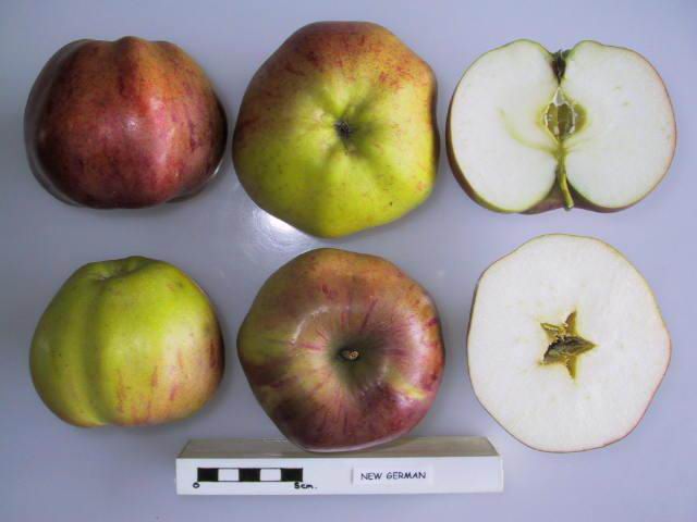 New German Apple - (M25) Full-Standard – Grow Fruit Trees
