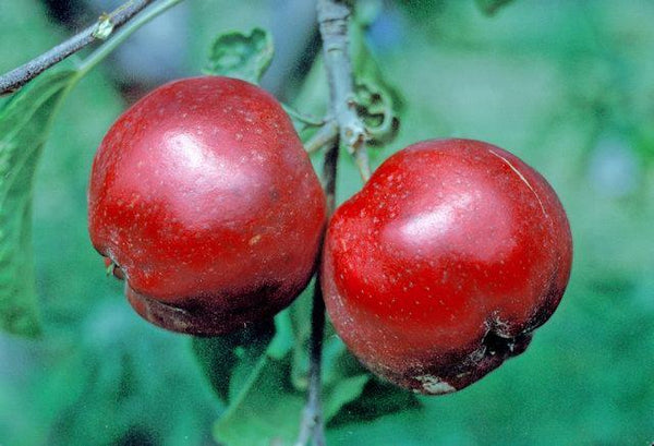 Gladstone Apple - Stepover – Grow Fruit Trees
