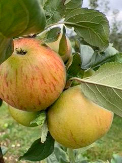 Lane's Prince Albert Apple - Full-Standard M25 – Grow Fruit Trees