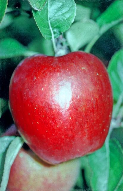 Kent (Malling Kent) Apple - Half-Standard MM106 – Grow Fruit Trees