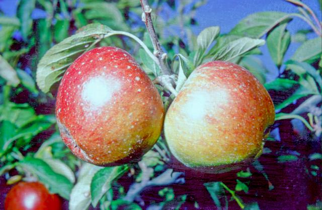 Margil Apple - Half-Standard (MM106) – Grow Fruit Trees