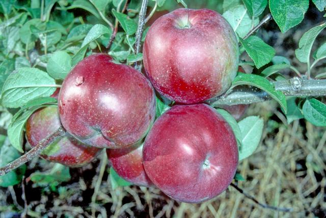 McIntosh Apple - Half-Standard – Grow Fruit Trees