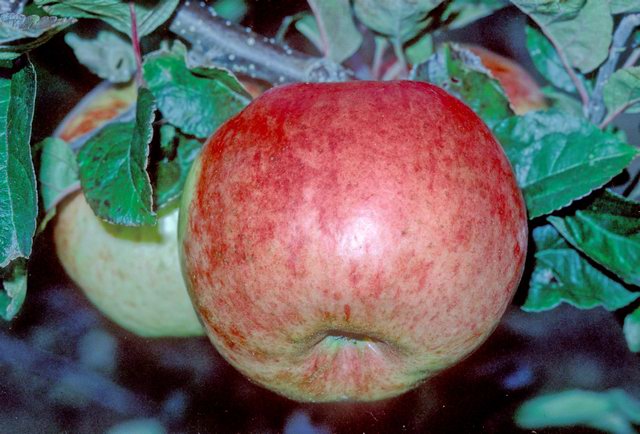 Monarch Apple - Full Standard (M25) – Grow Fruit Trees