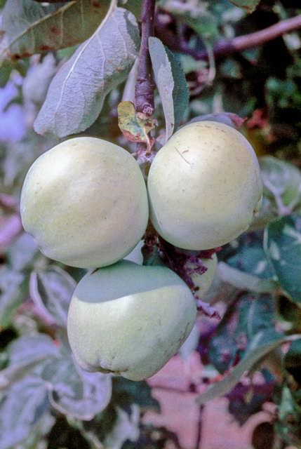 Perrine Yellow Transparent Apple - Full-Standard M25 – Grow Fruit Trees