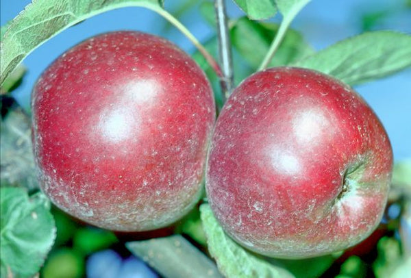 Spartan Apple - Bush – Grow Fruit Trees