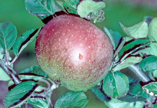 Striped Beefing Apple - Half-Standard MM106 – Grow Fruit Trees