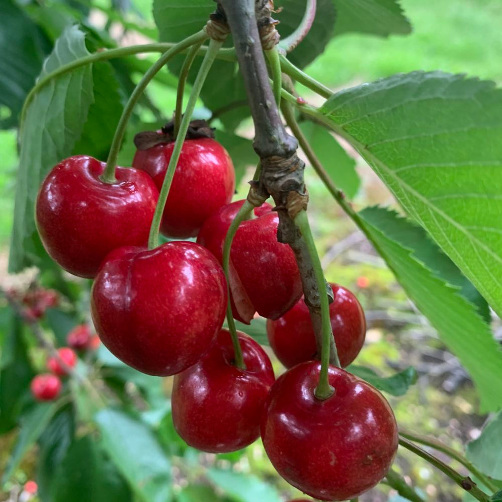 Summit Cherry - Bush – Grow Fruit Trees