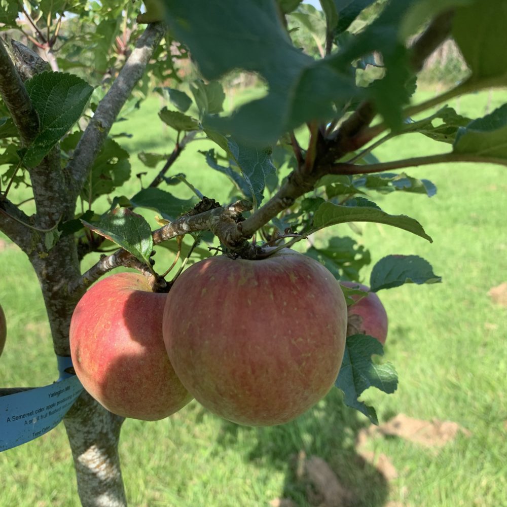 Yarlington Mill Cider Apple - MM111 - Half-Standard – Grow Fruit Trees
