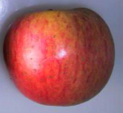 Crawley Reinette Apple - Bush – Grow Fruit Trees