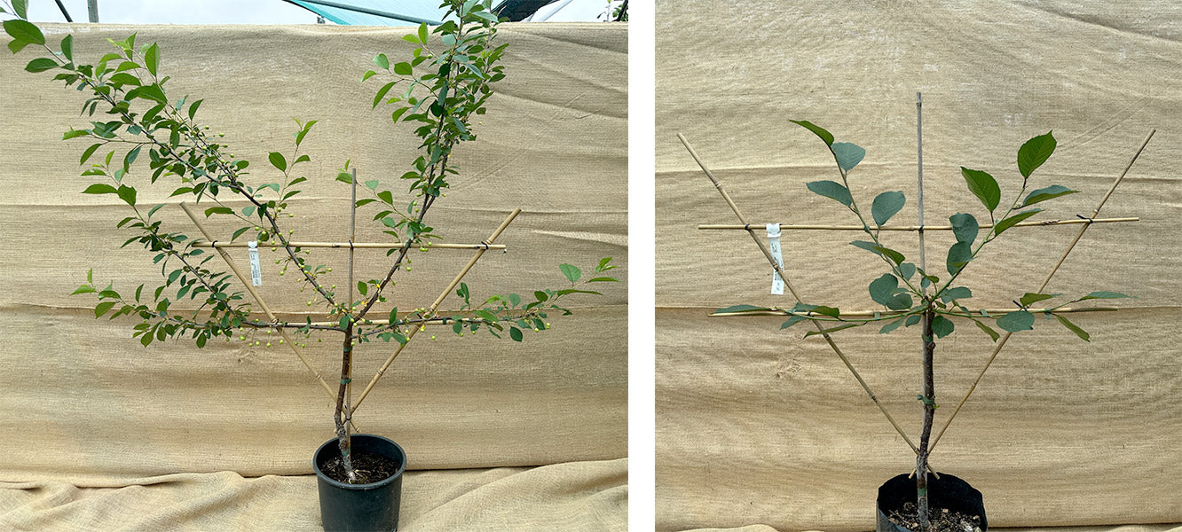 Grow Fruit Trees